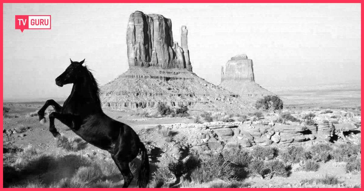 Wild Mustang | TV.GURU