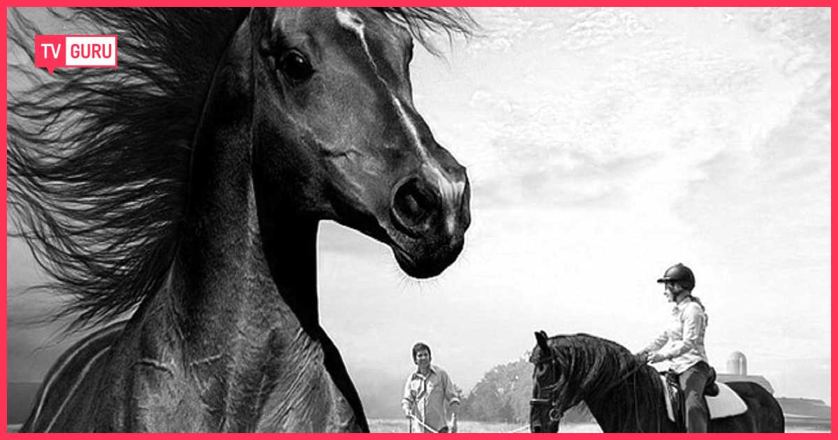 Die Insel der Pferde | TV.GURU