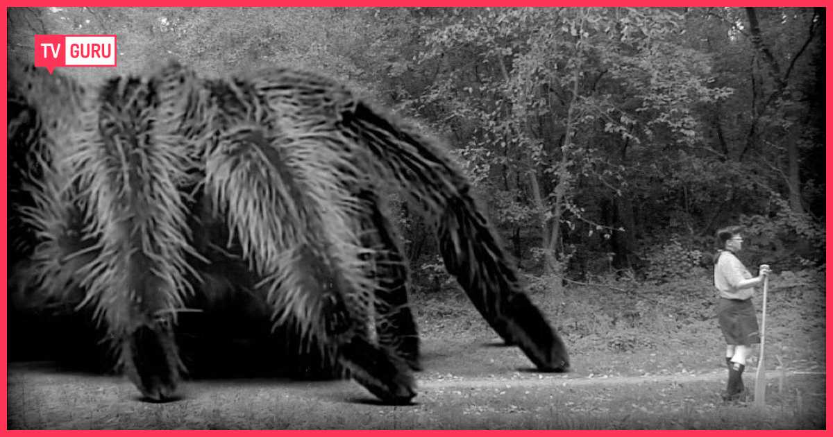 The Giant Spider | TV.GURU