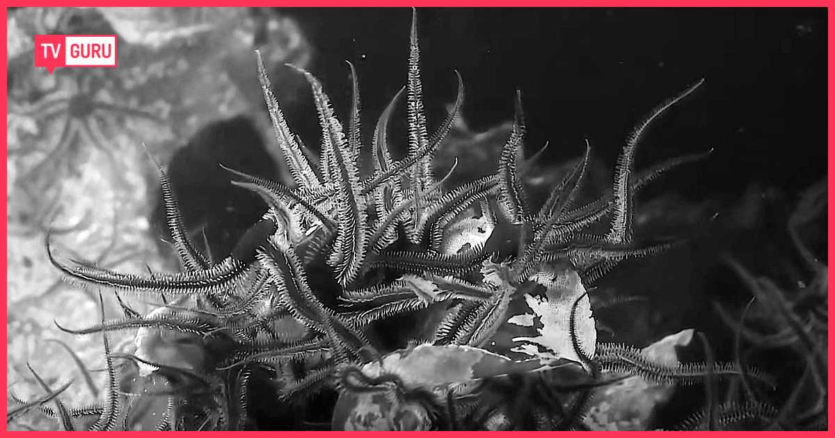 Alien Reefs | TV.GURU