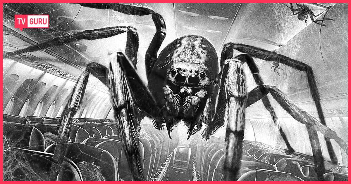 Spiders on a Plane | TV.GURU