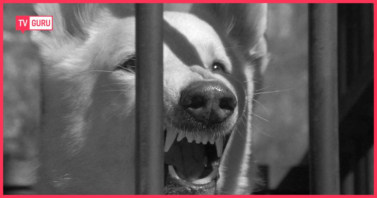 Der weiße Hund von Beverly Hills | TV.GURU