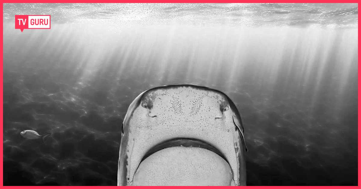 Why Sharks Attack | TV.GURU