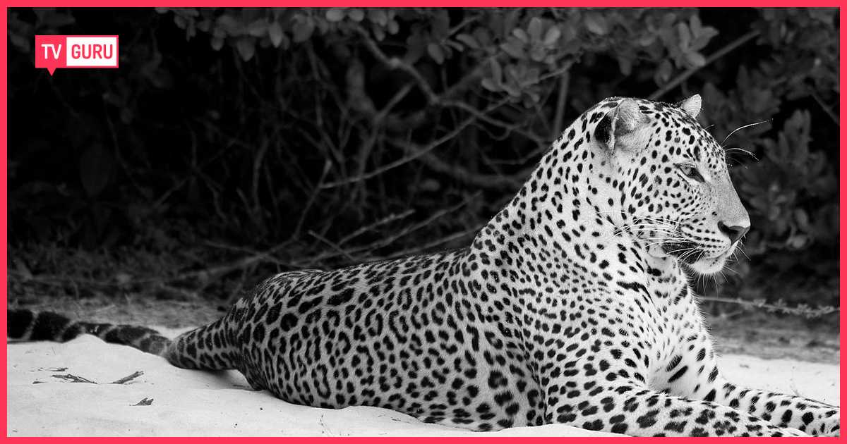 Wild Sri Lanka - TV-Serie | TV.GURU