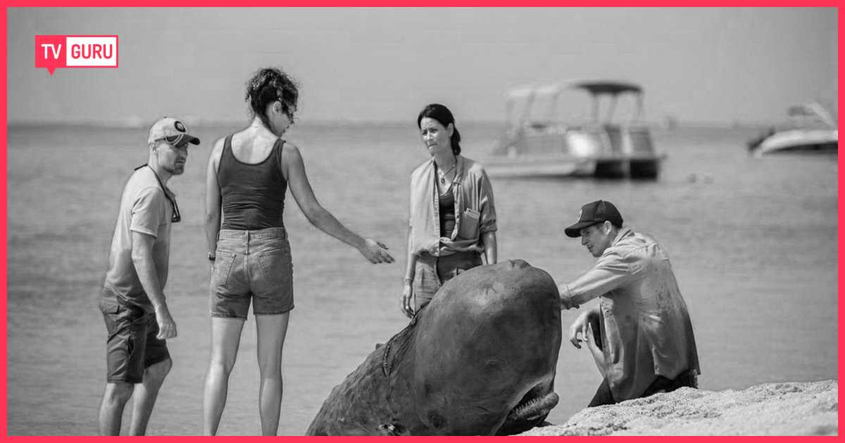 Retter der Meere - Tödliche Strandung | TV.GURU