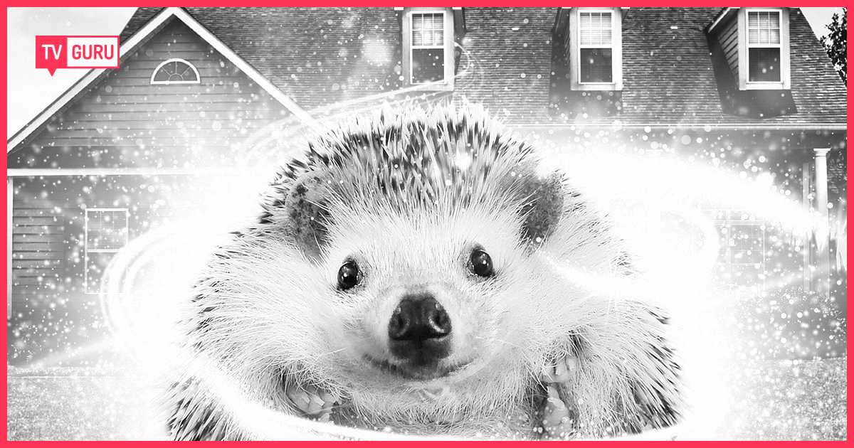 Andy the Talking Hedgehog | TV.GURU